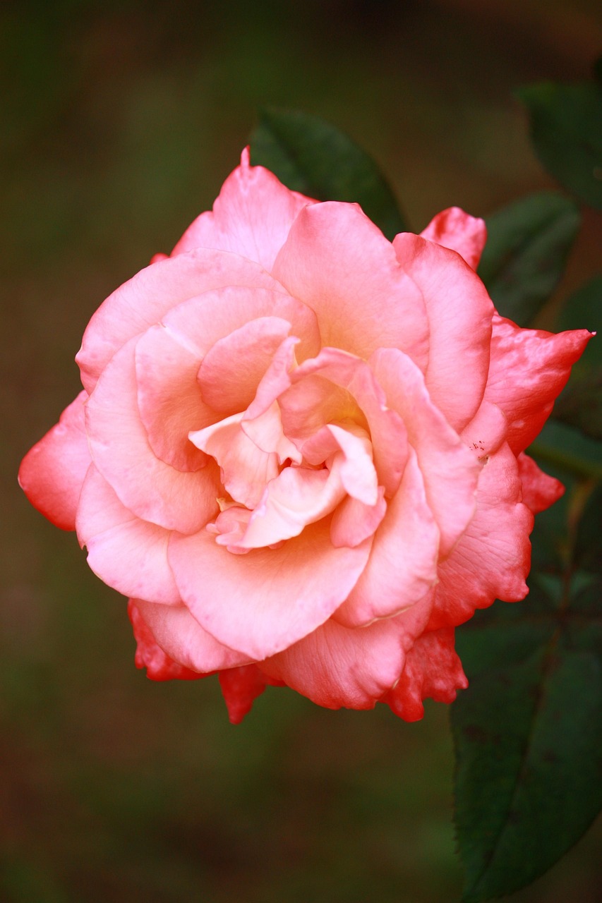 Fleur Nature Flore - Photo gratuite sur Pixabay - Pixabay