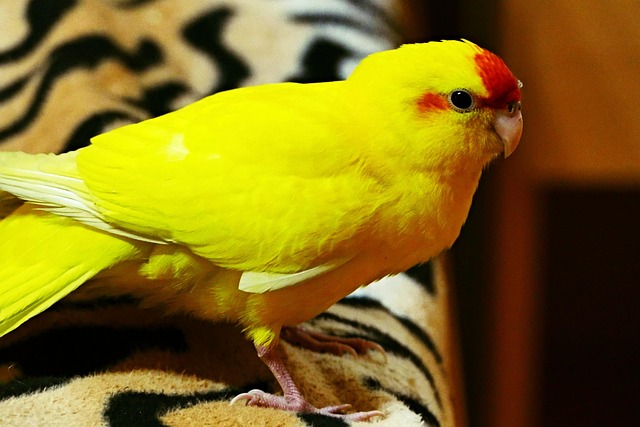 4+ Free Papagáj Eszik & Papagáj Images - Pixabay