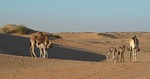 2 Dune sand Synonyms. Similar words for Dune sand.