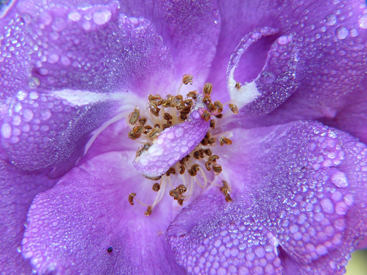 Rose Purple Dew - Free photo on Pixabay