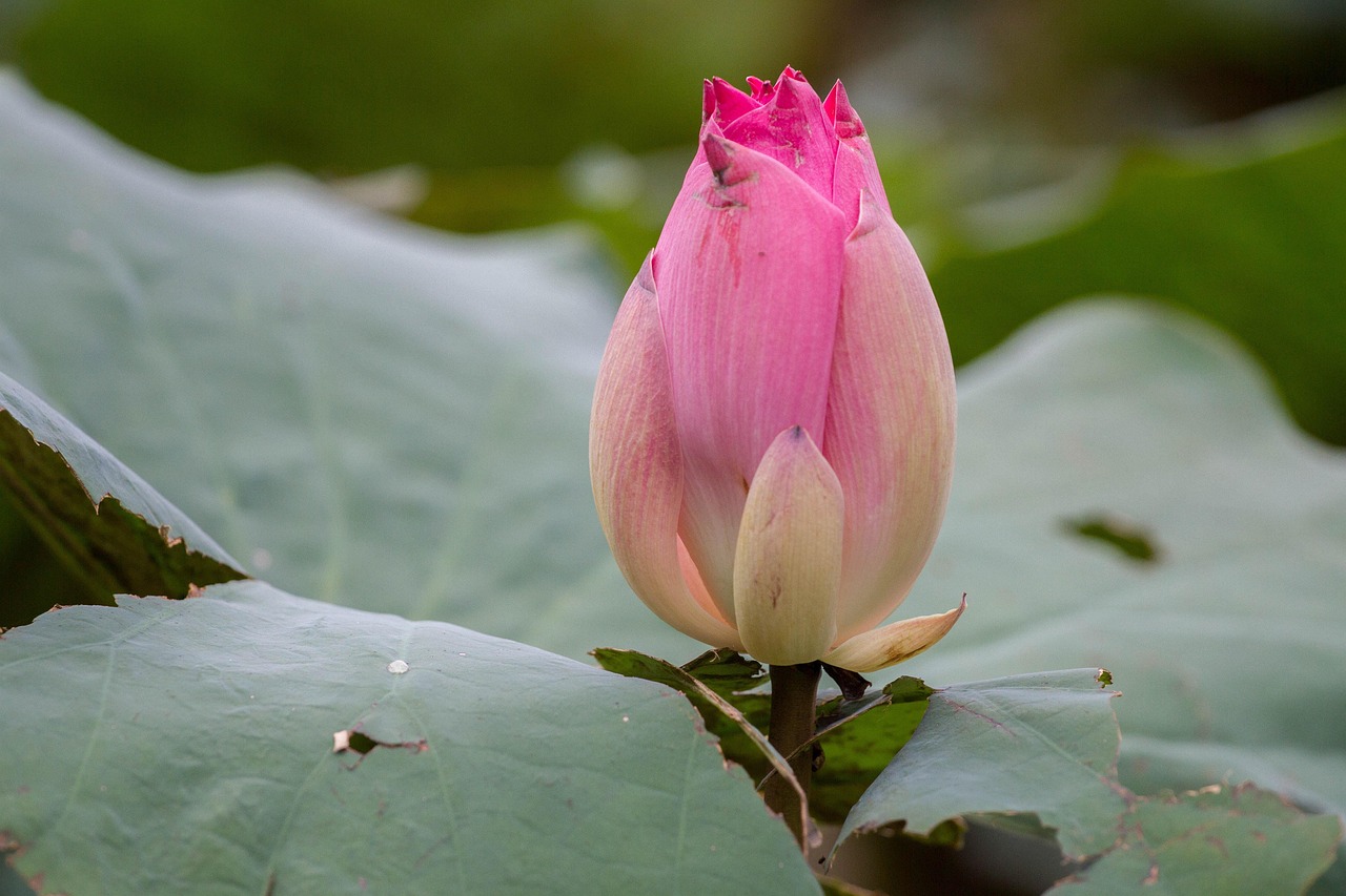 40,000+ Free Lotus Desktop Wallpaper & Hd Wallpaper Images - Pixabay