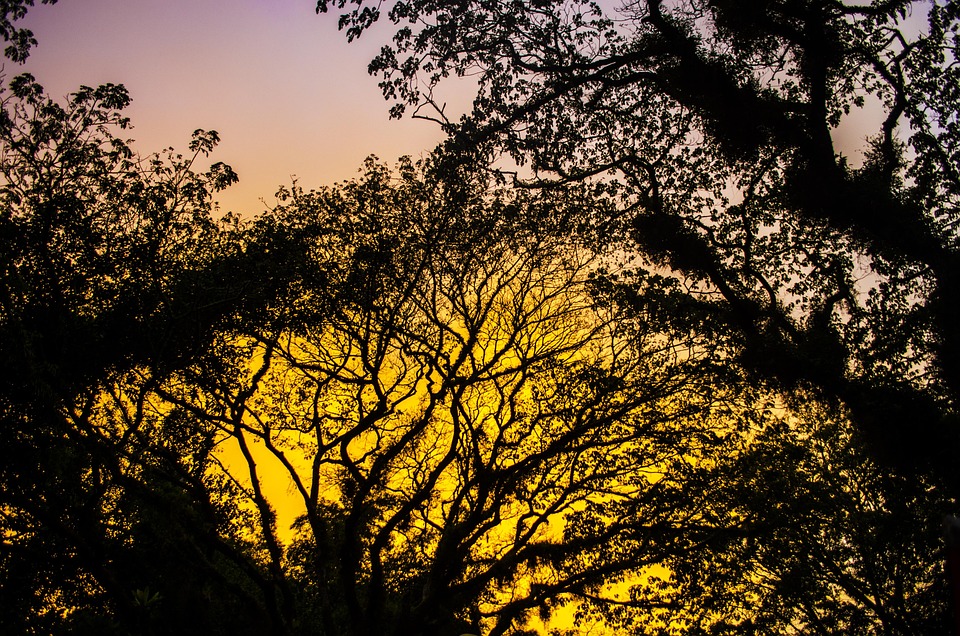 Natur Baum Landschaft - Kostenloses Foto auf Pixabay