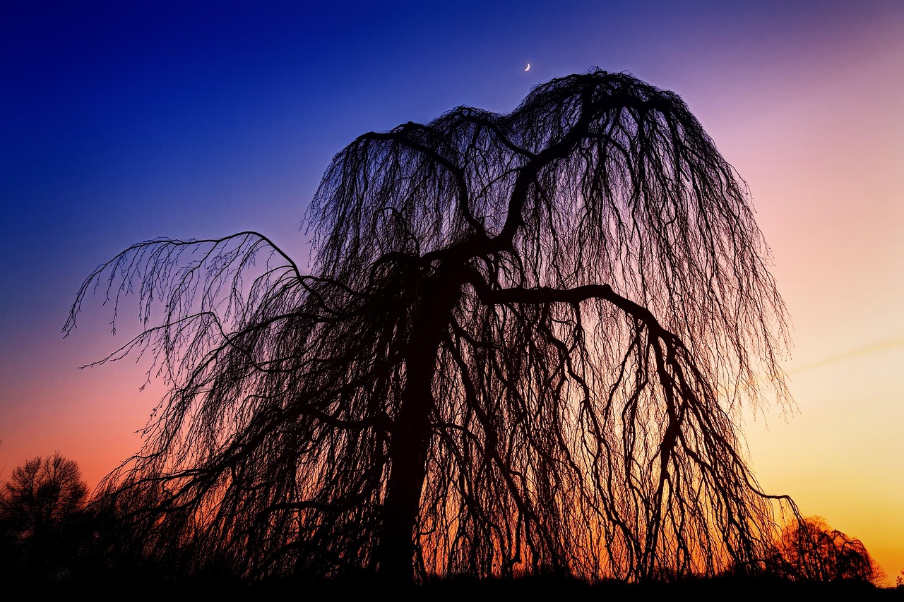 Plus de 2 000 images de Saule Pleureur et de Nature - Pixabay