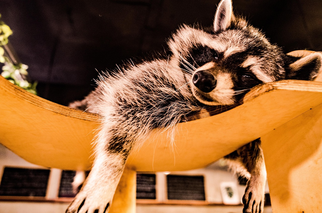 Mammals Wildlife Animal - Free photo on Pixabay - Pixabay