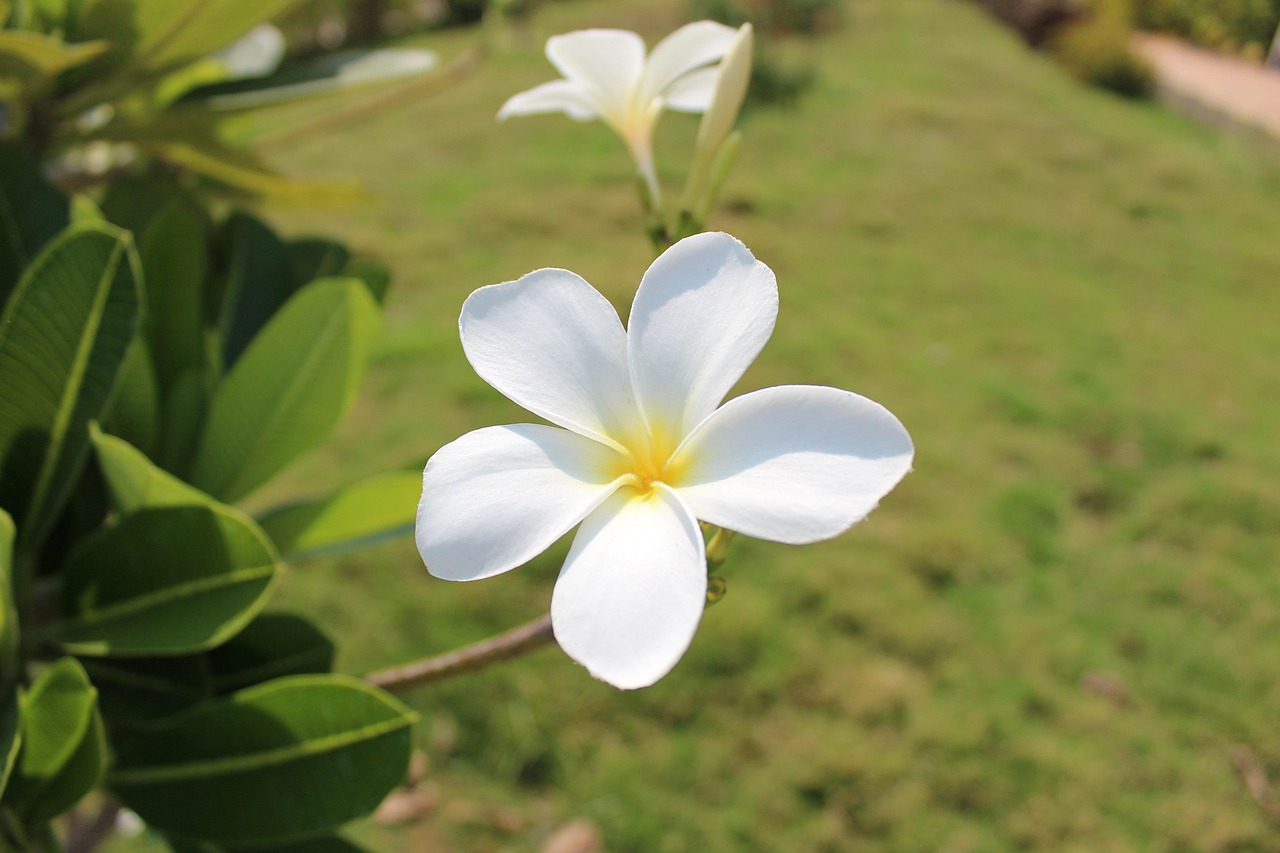 Naturaleza El Verano Flora - Foto gratis en Pixabay