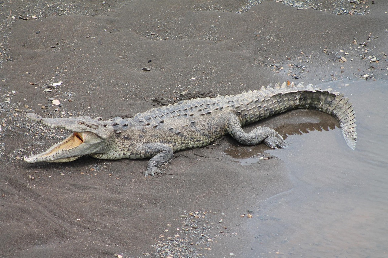 Reptile Faune Animal - Photo gratuite sur Pixabay - Pixabay