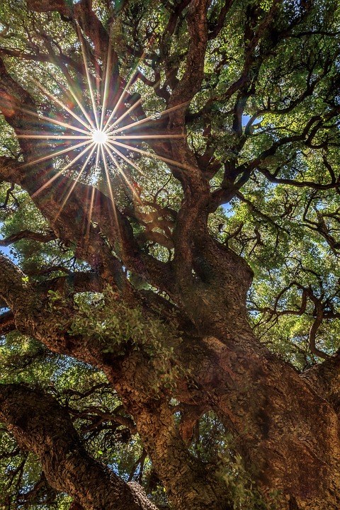 Baum Natur Holz - Kostenloses Foto auf Pixabay - Pixabay