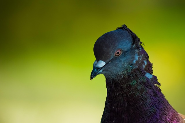 Pigeon Bird Nature - Free photo on Pixabay