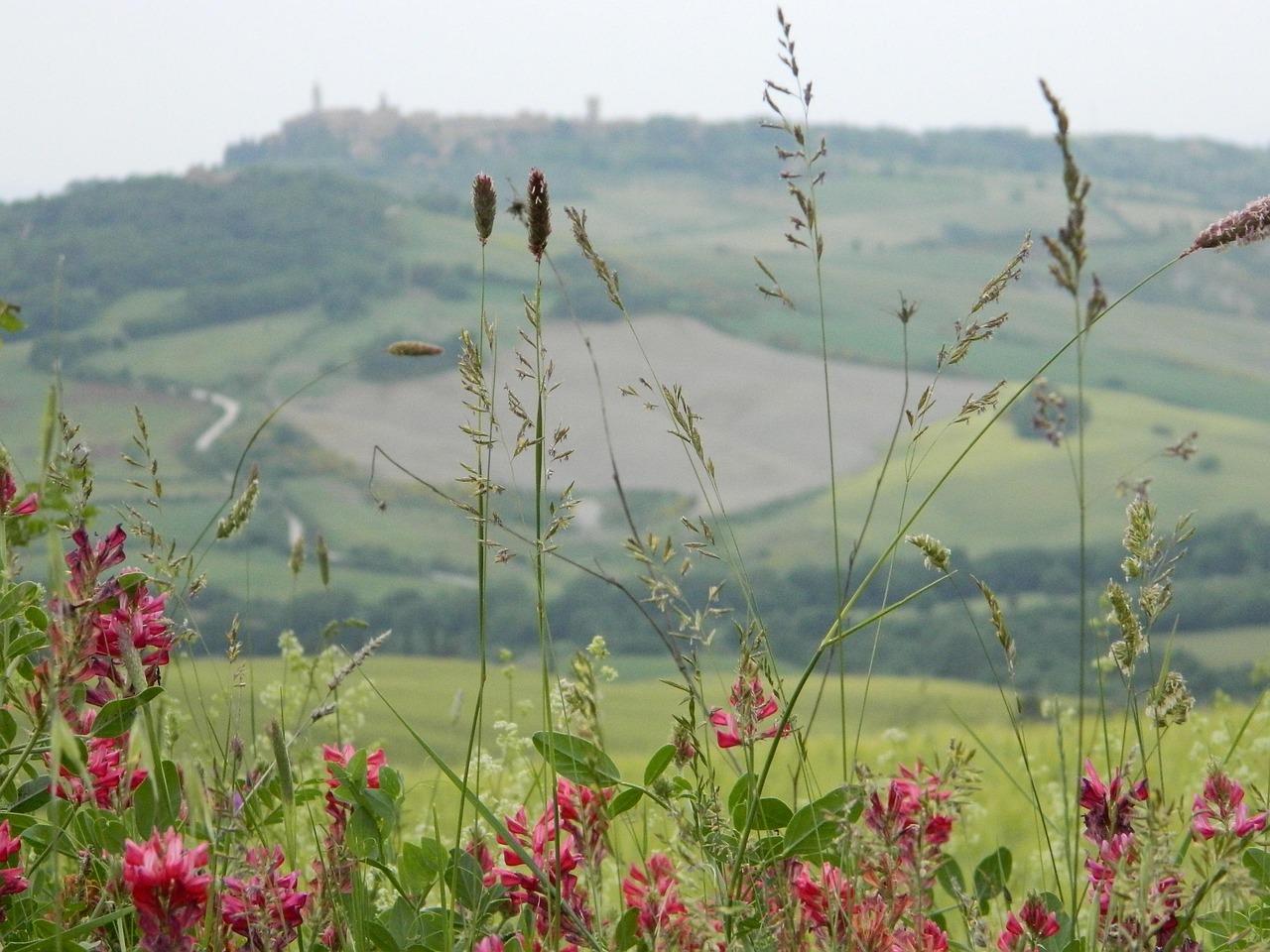 La Nature L'Été Domaine - Photo gratuite sur Pixabay - Pixabay