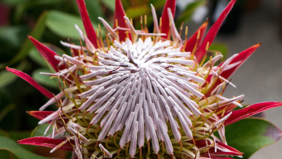 Flower Plant Nature - Free photo on Pixabay