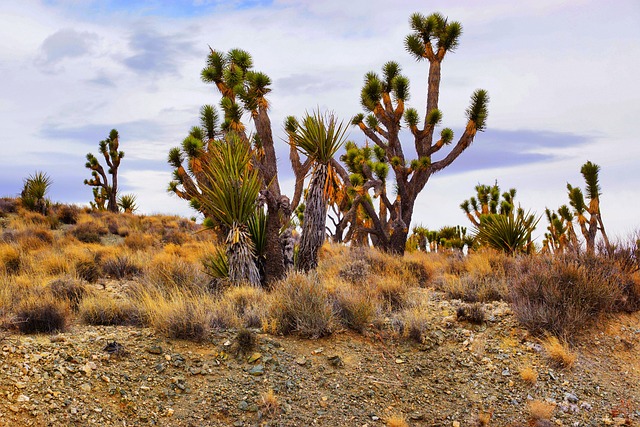 Cactus Desert Nature - Free photo on Pixabay - Pixabay