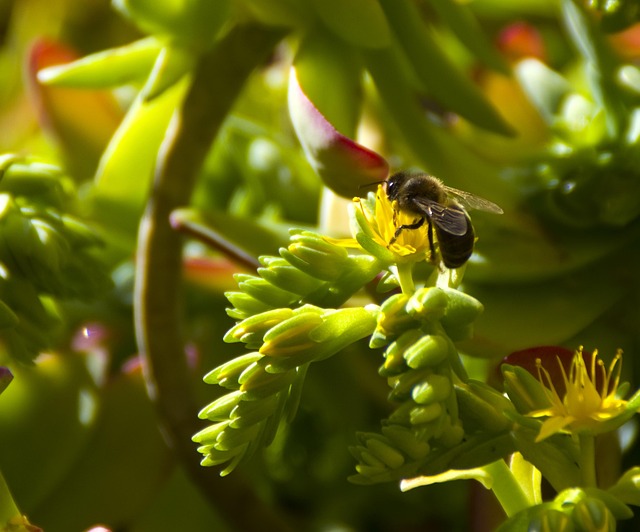 Insecto Naturaleza Planta Al Aire - Foto gratis en Pixabay - Pixabay