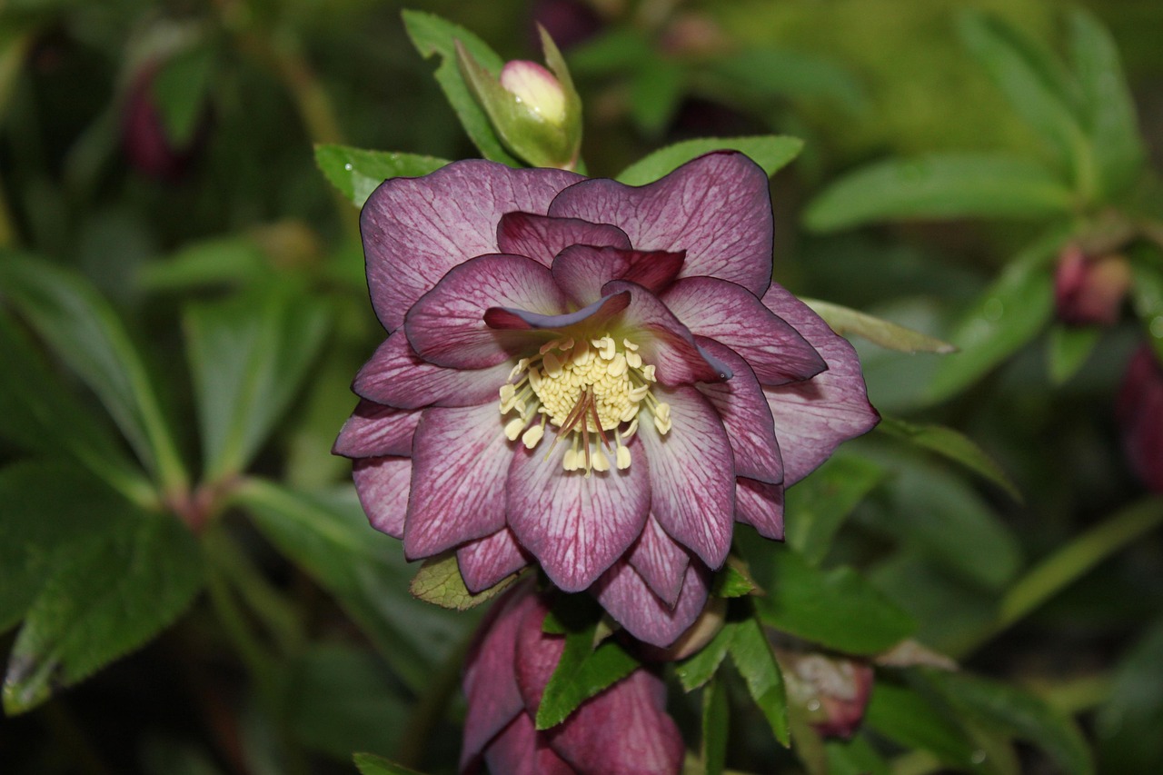 Natur Blume Garten - Kostenloses Foto auf Pixabay