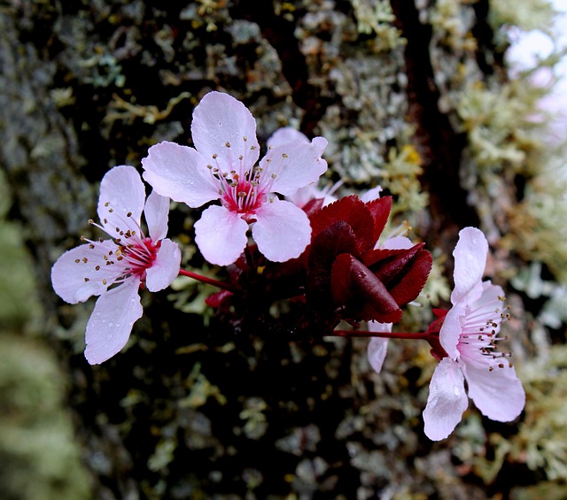 Cherry Flower Branch - Free photo on Pixabay