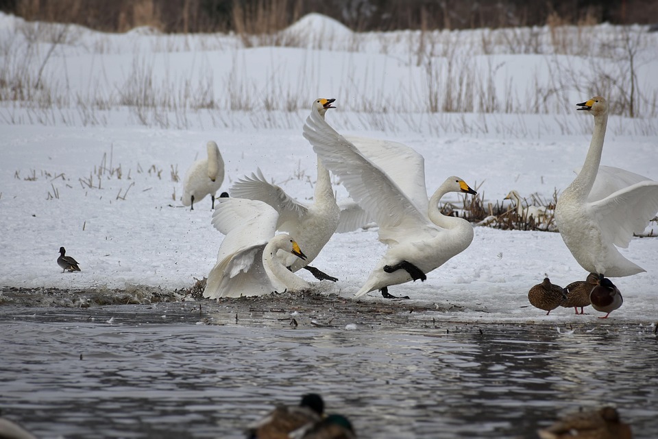 Animal Lake Waterside - Free photo on Pixabay - Pixabay