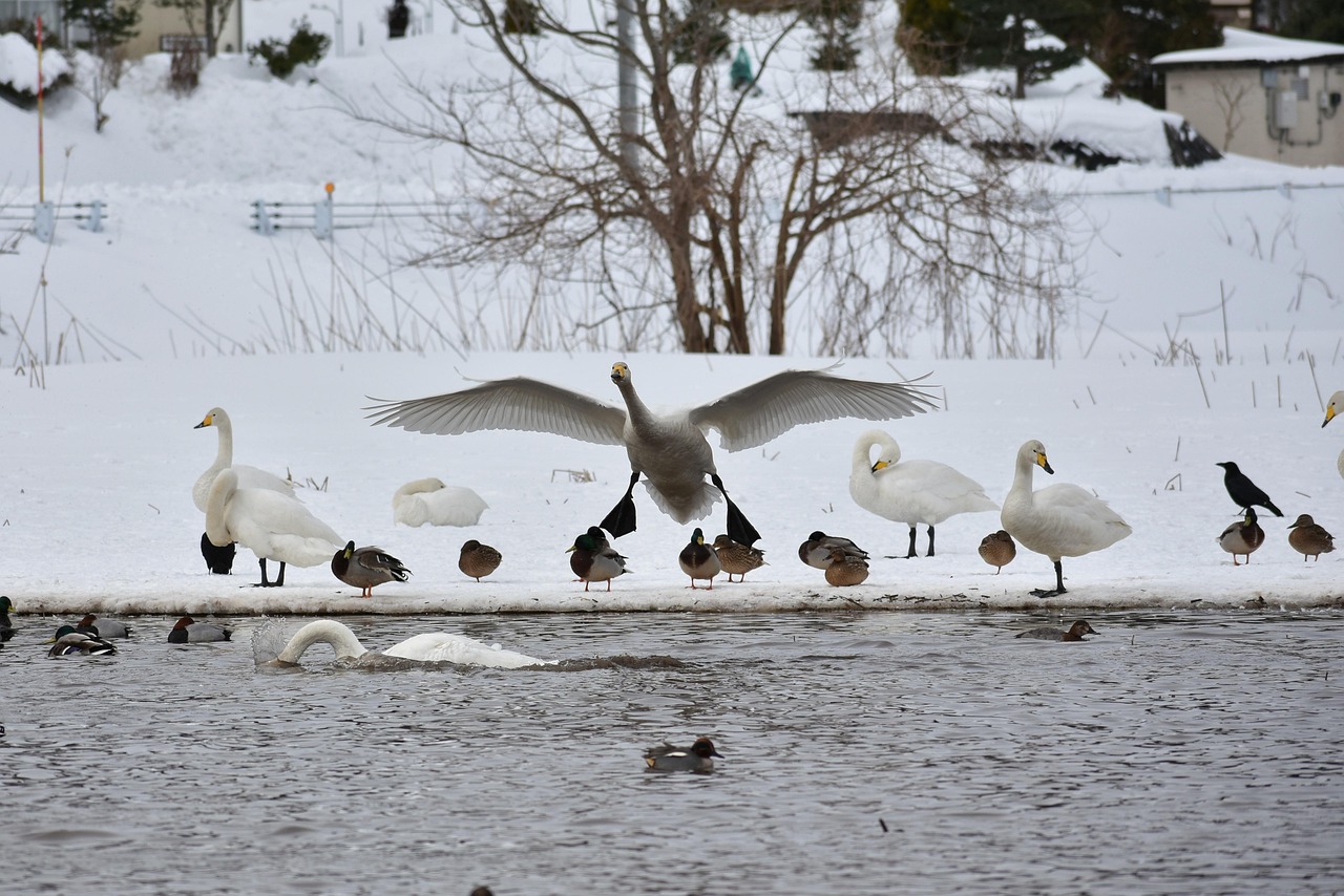 Animal Lac Riverain - Photo gratuite sur Pixabay - Pixabay