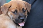 10 Puppy dog Synonyms. Similar words for Puppy dog.
