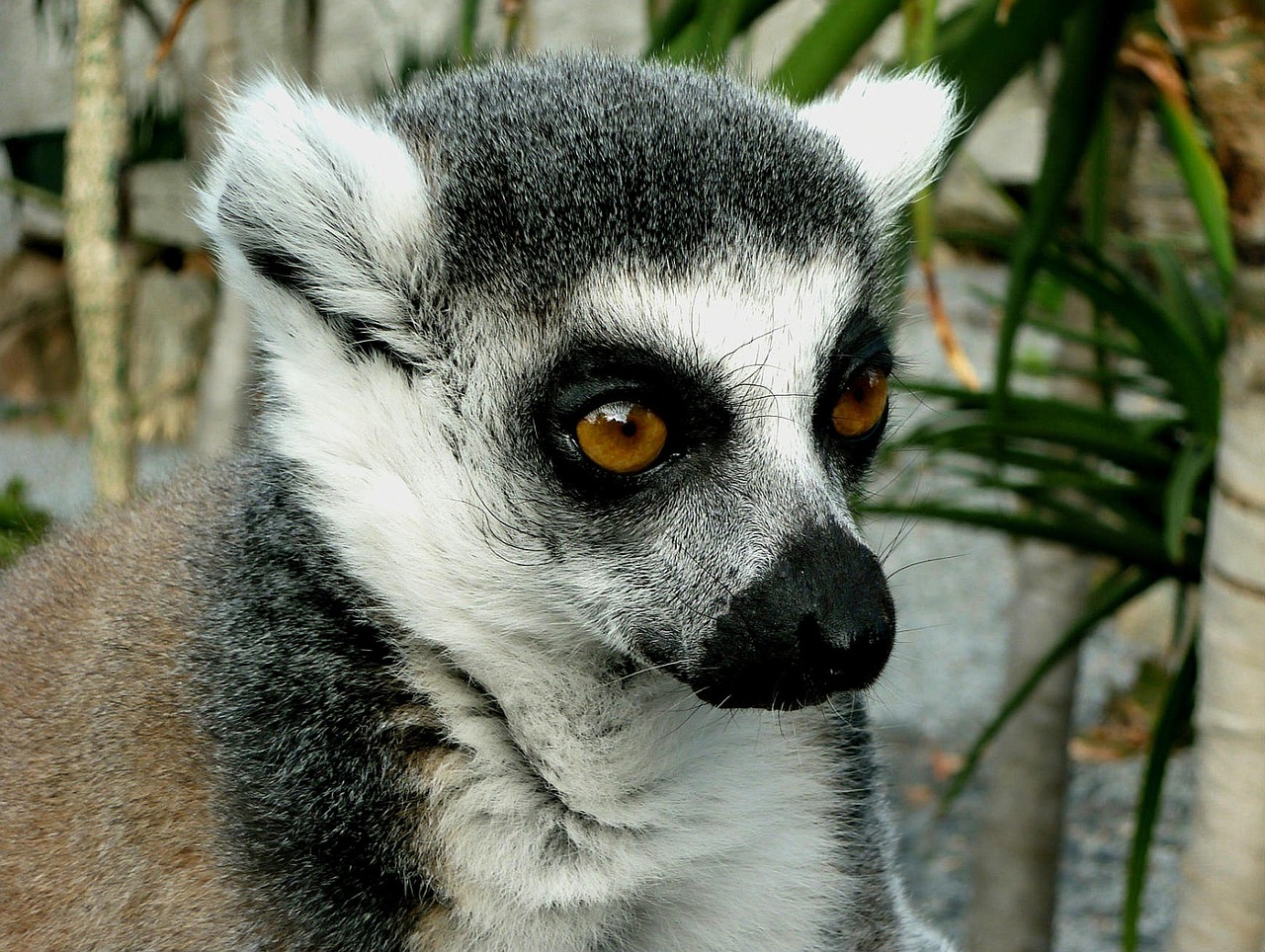 Mamífero Fauna Silvestre Animal - Foto gratis en Pixabay - Pixabay