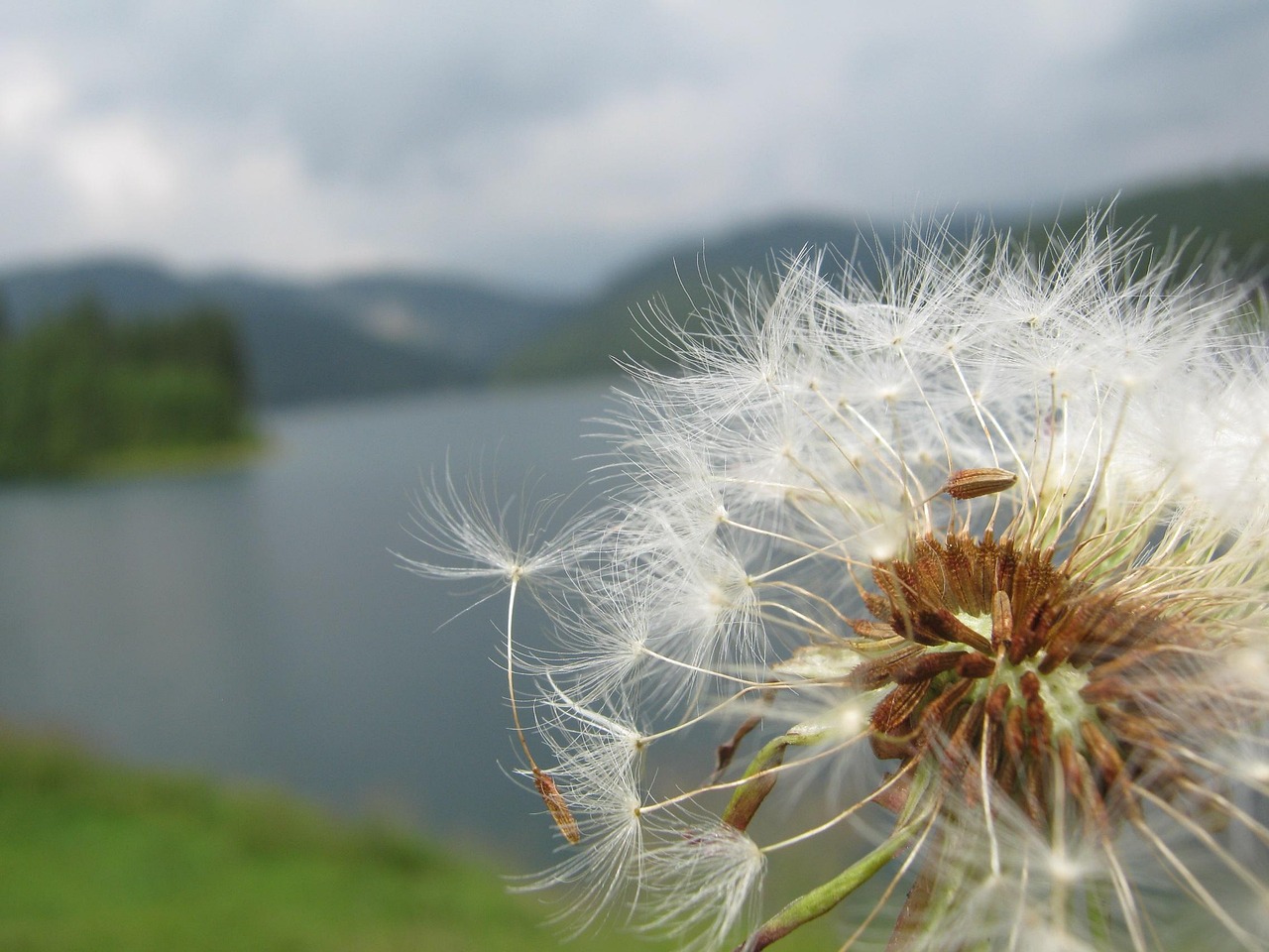 Dandelion Nature Flora - Free photo on Pixabay - Pixabay