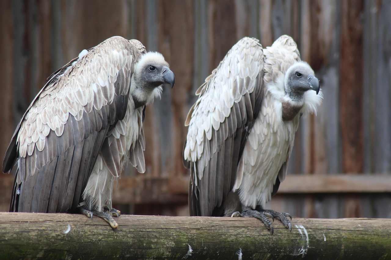 Wildlife Animal Zoo - Free photo on Pixabay