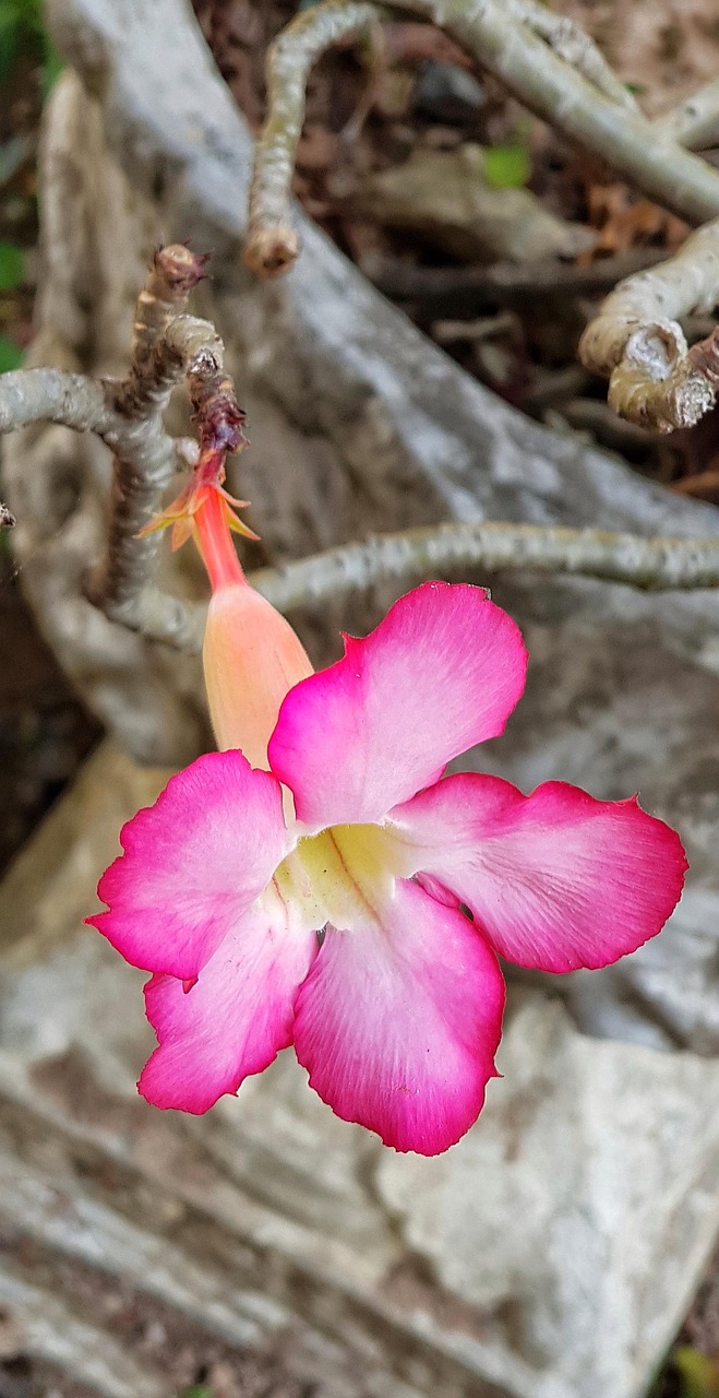Adenium Desert Rose Flower - Free photo on Pixabay - Pixabay