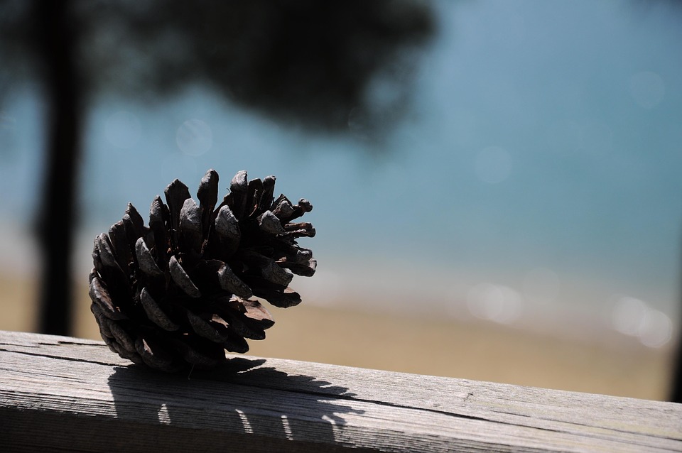 Kiefer Pinie Baum · Kostenloses Foto auf Pixabay