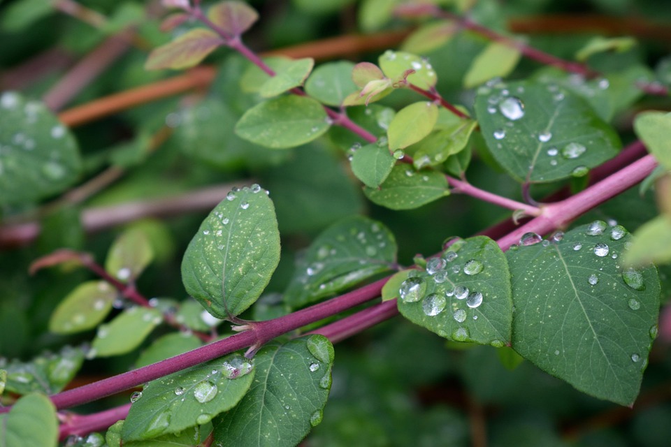 Leaf Plants Plant Nature - Free photo on Pixabay