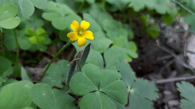 Natur Flora Blad - Gratis foto på Pixabay - Pixabay
