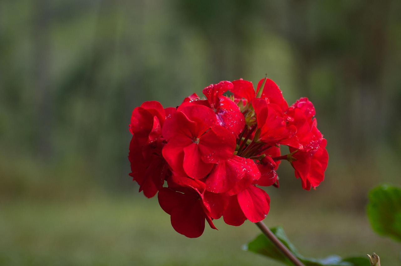 Nature Fleur Flore En Plein - Photo gratuite sur Pixabay - Pixabay