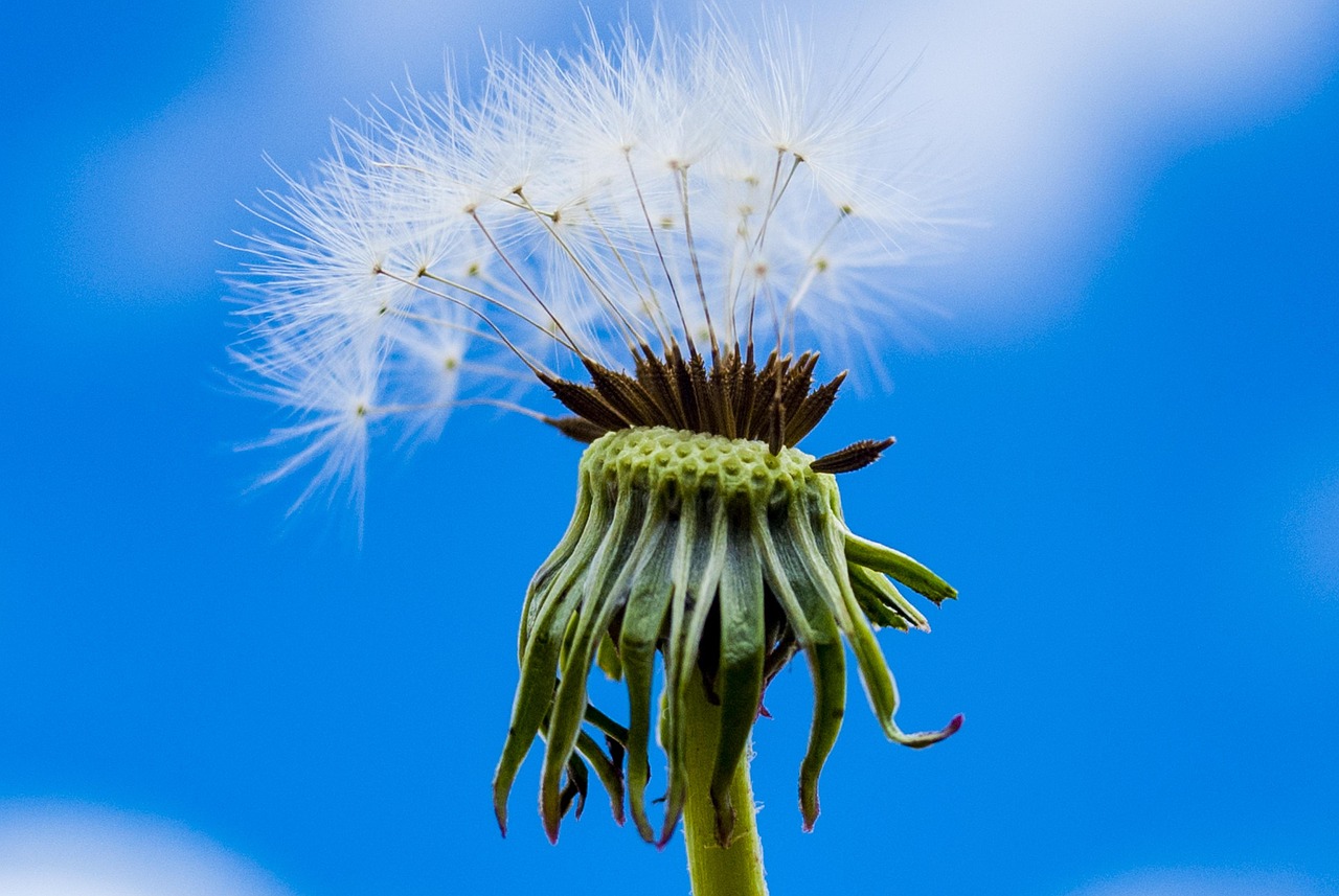 La Nature L'Été Taraxacum - Photo gratuite sur Pixabay - Pixabay