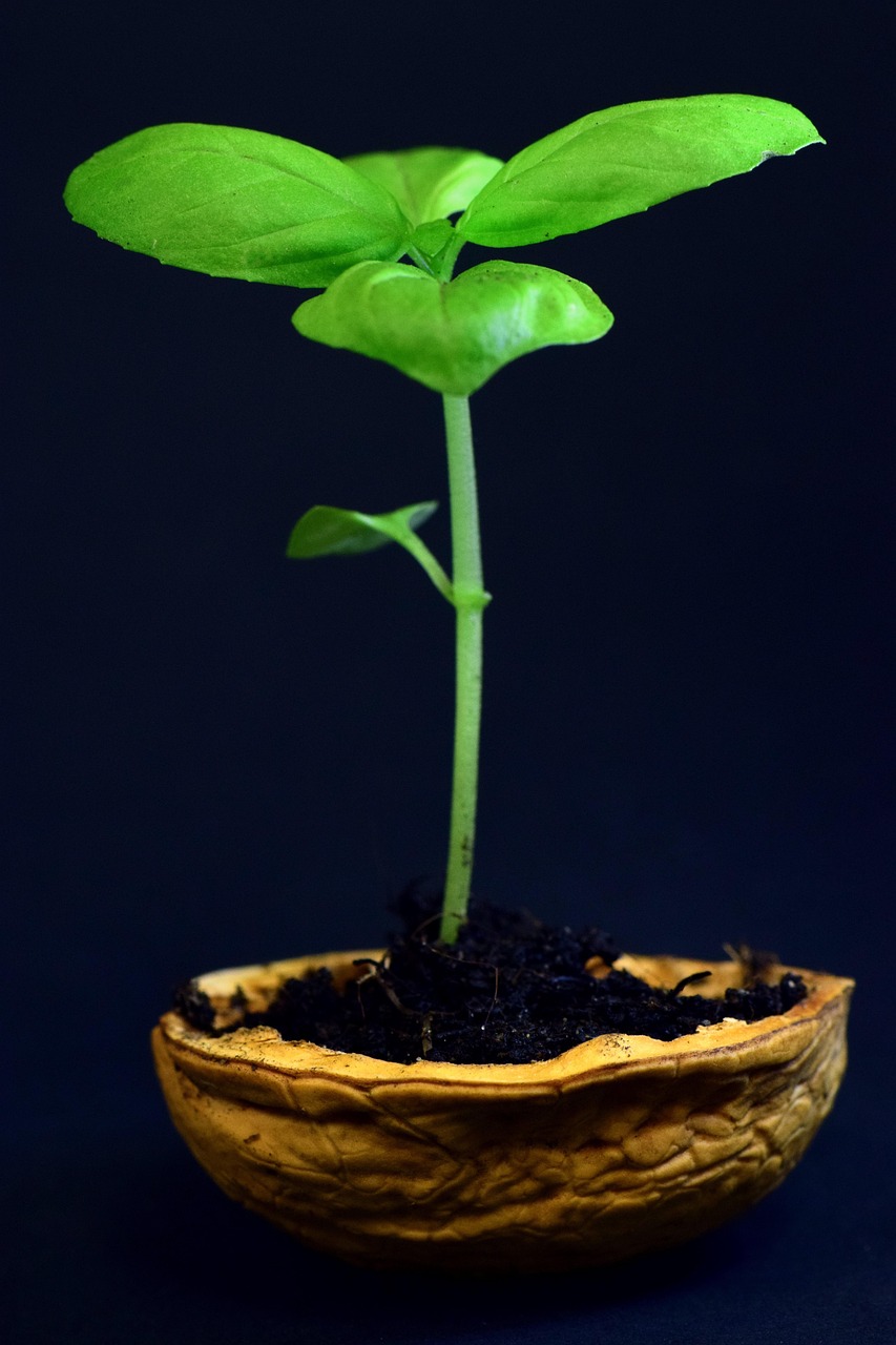 Plant Small Leaf - Free photo on Pixabay - Pixabay