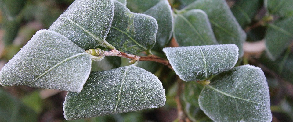 Nature Frost Leaf - Free photo on Pixabay - Pixabay