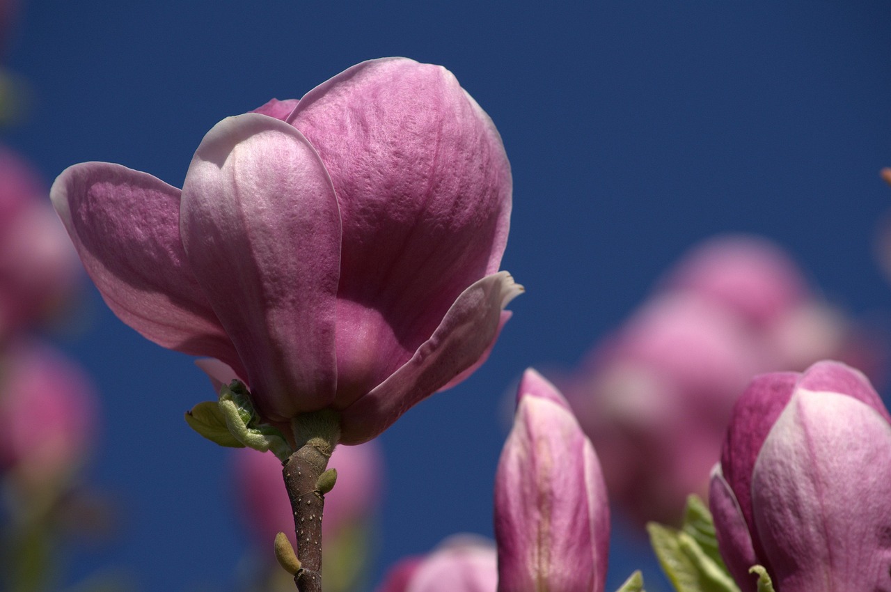 Magnolia Flor Rosado - Foto gratis en Pixabay - Pixabay