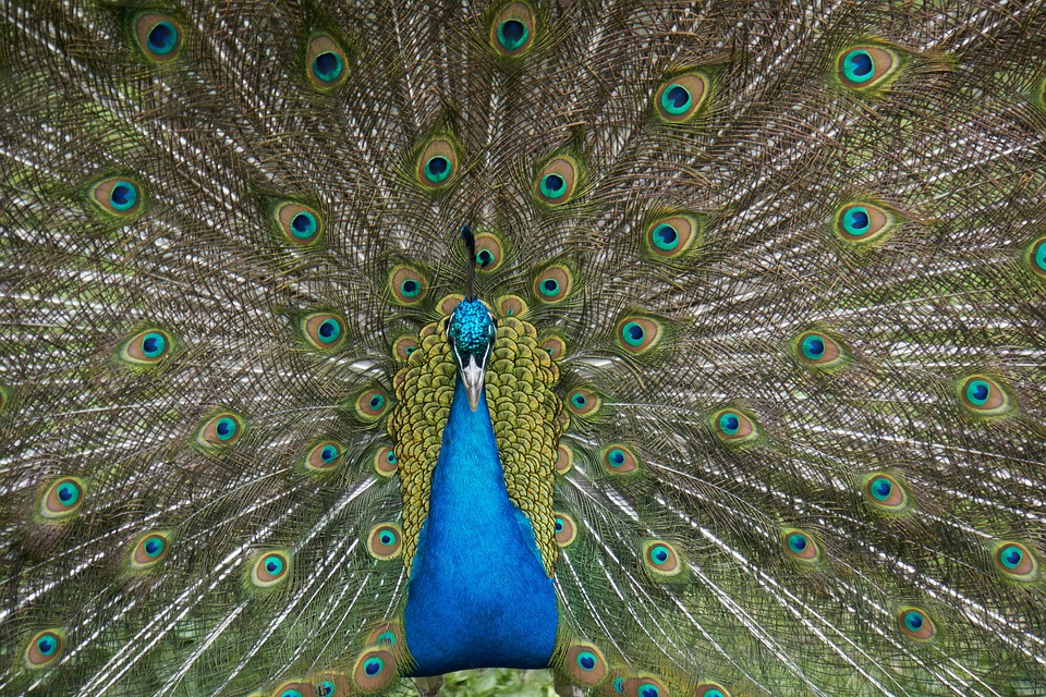 Peacock Bird Feather Free Photo On Pixabay