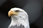 0 Eagle-eyes Antonyms. Full list of opposite words of eagle-eyes.