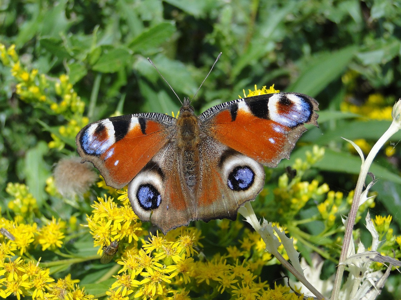 Nature Insecte Animaux - Photo gratuite sur Pixabay - Pixabay