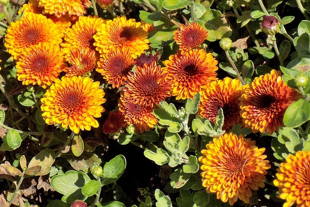 Chrysanthemums Flower Plant - Free photo on Pixabay - Pixabay