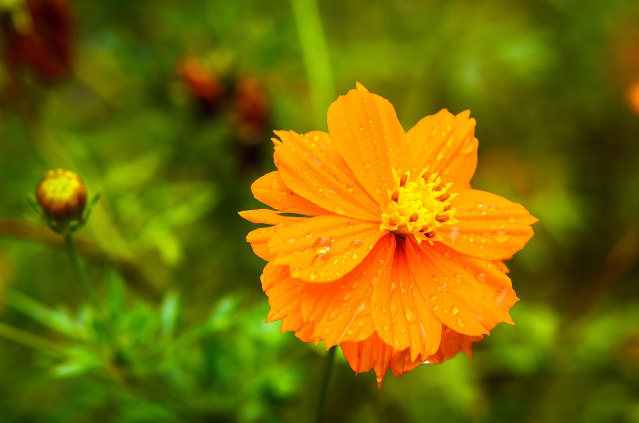 Naturaleza Flor Flora El - Foto gratis en Pixabay - Pixabay
