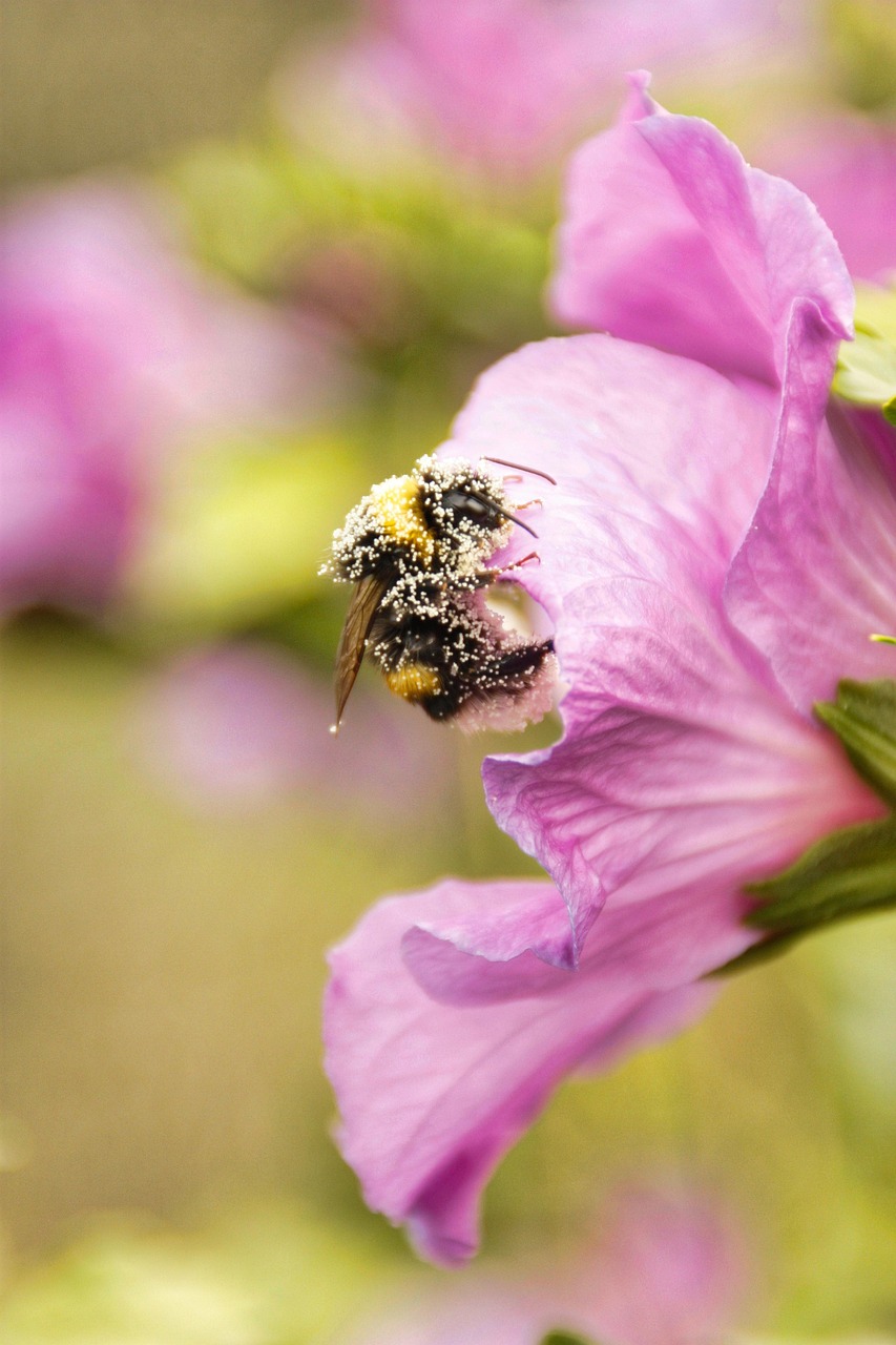 La Nature Fleur Insecte - Photo gratuite sur Pixabay - Pixabay