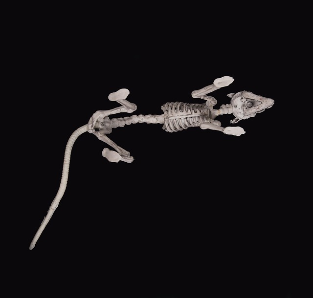 8,000+ Free Rats Skull & Rat Images - Pixabay