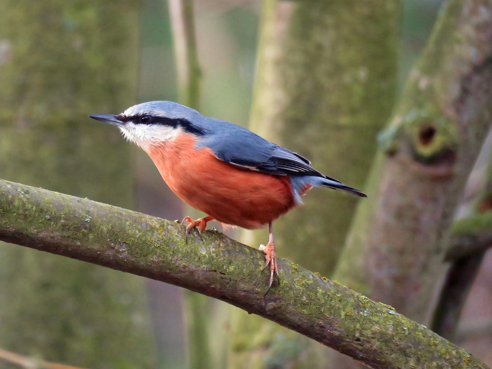 Nuthatch Bird Wildlife - Free photo on Pixabay