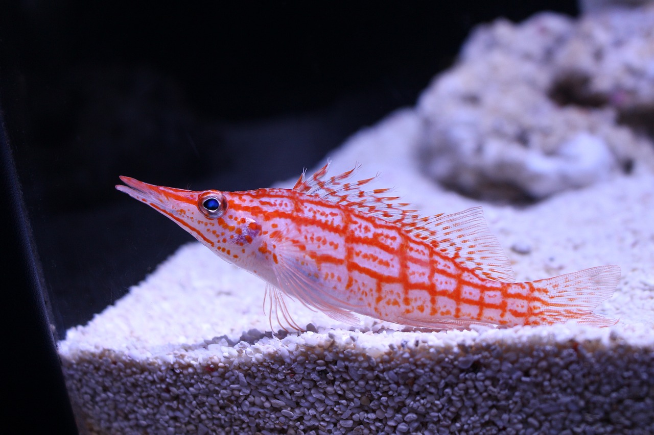 Aquarium Ikan - Foto gratis di Pixabay - Pixabay
