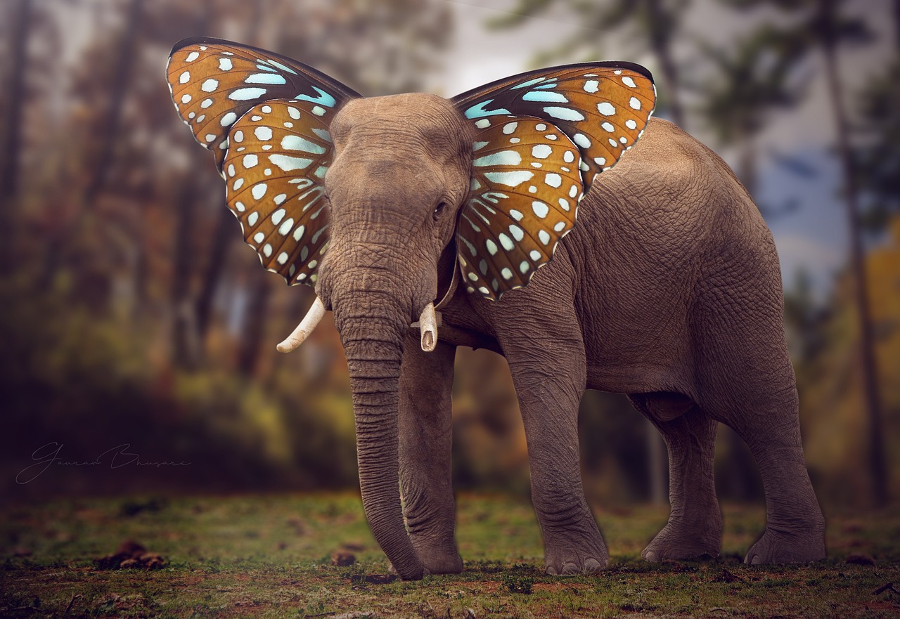 Naturaleza Fauna Silvestre Al Aire - Foto gratis en Pixabay - Pixabay