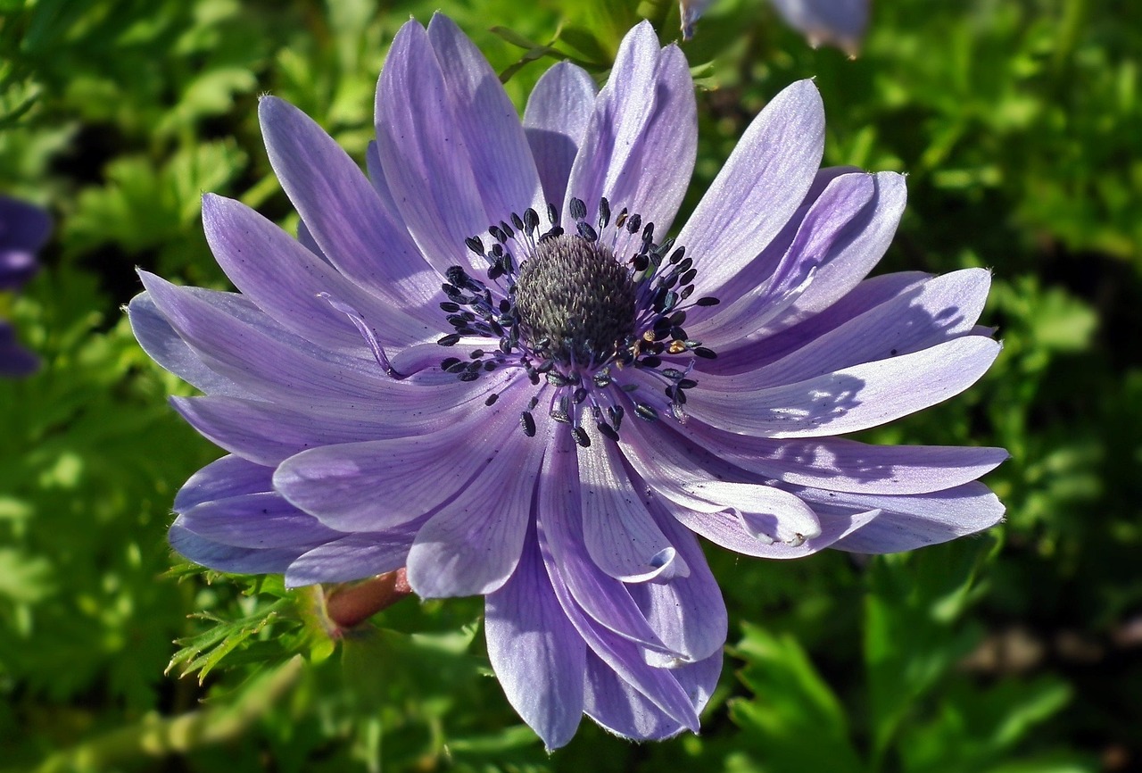 Natureza Flor Anêmona - Foto gratuita no Pixabay - Pixabay