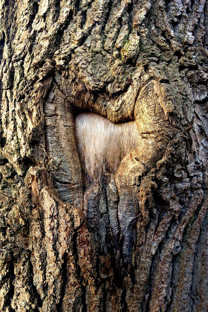 100+ Free Scars & Nature Images - Pixabay