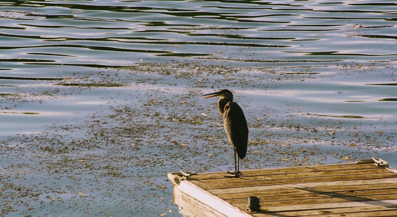 Water Bird Nature - Free photo on Pixabay - Pixabay