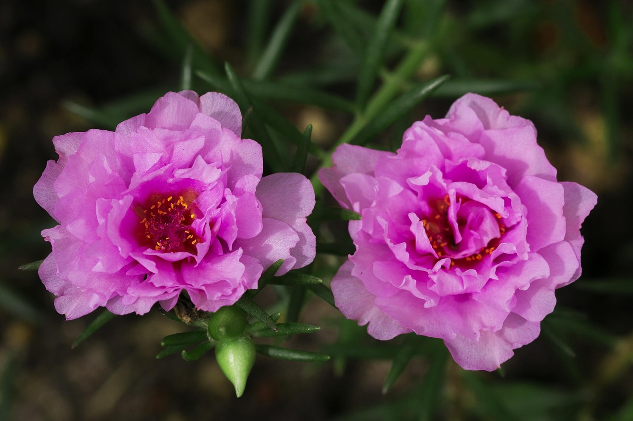 Flower Nature Flora - Free photo on Pixabay