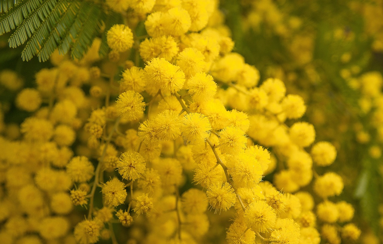 Plus de 300 images de Mimosa et de Nature - Pixabay