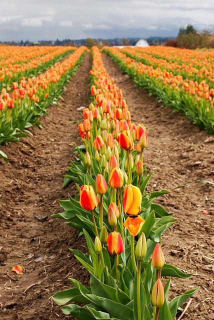 Tulip Flower Flora - Free photo on Pixabay