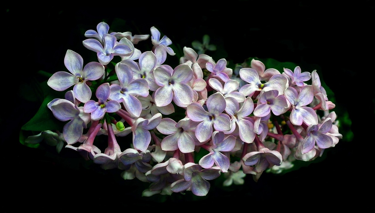 Flower Without Sprig - Free photo on Pixabay - Pixabay